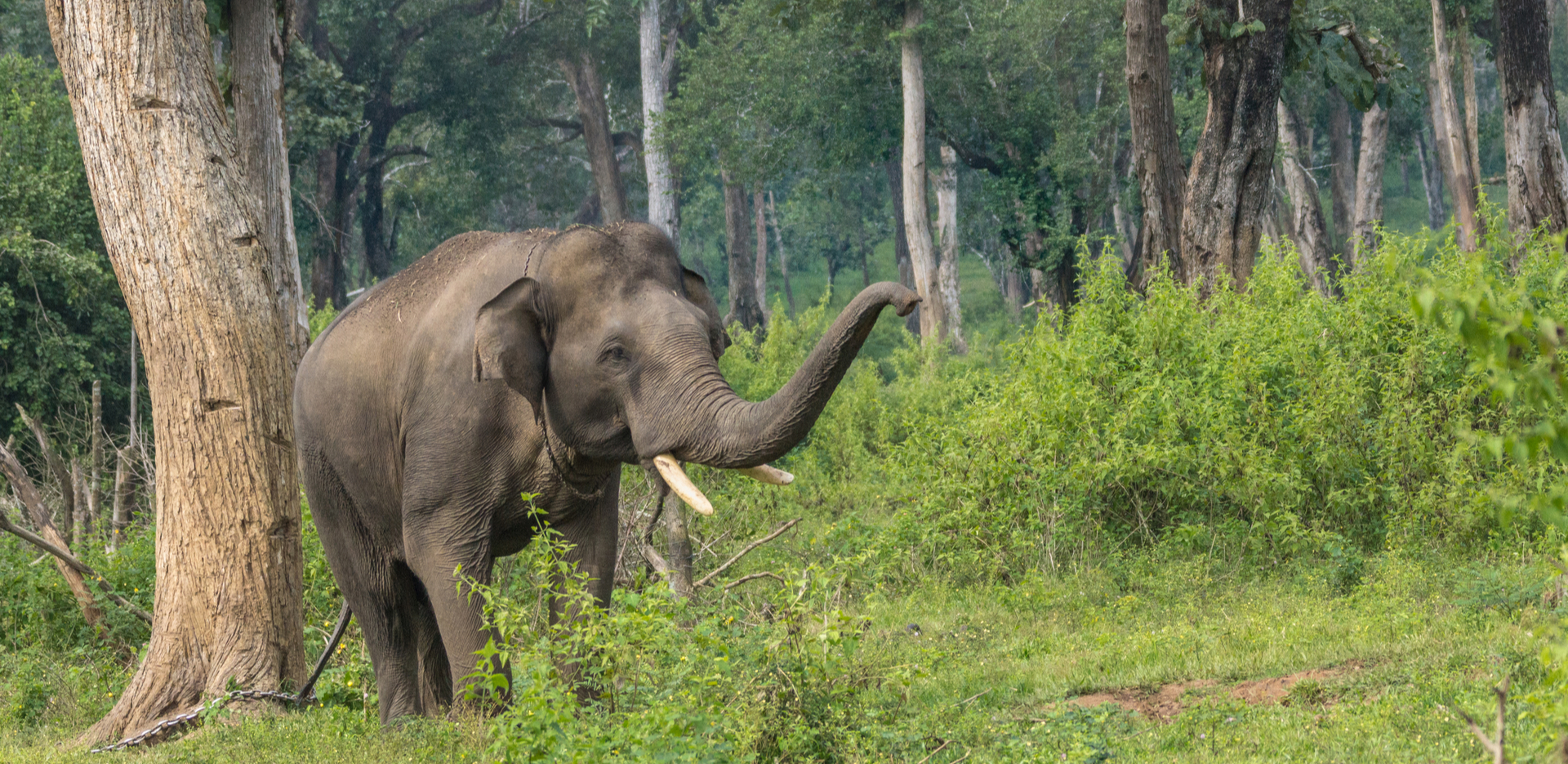 Lesser Known Tourist Attractions In Coorg Club Mahindra lesser-known-tourist-attractions-in-coorg-club-mahindra