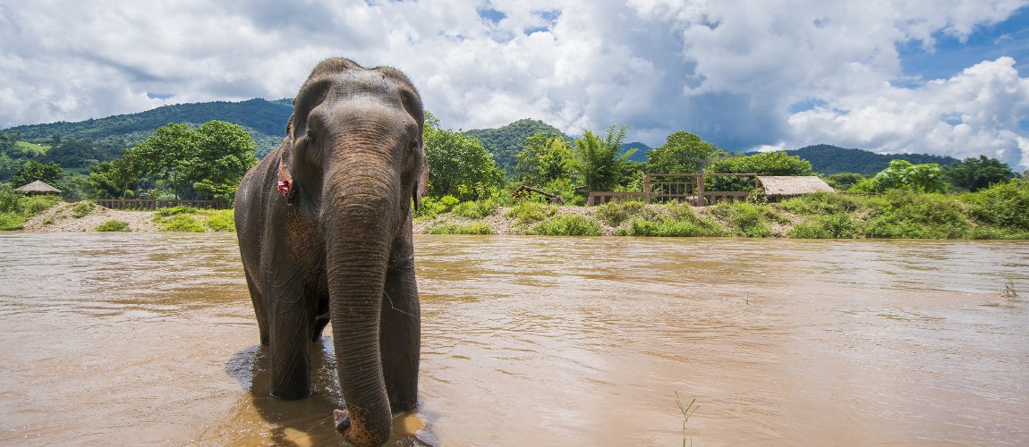 Wildlife Tourism in Thekkady, Kerala with Club Mahindra