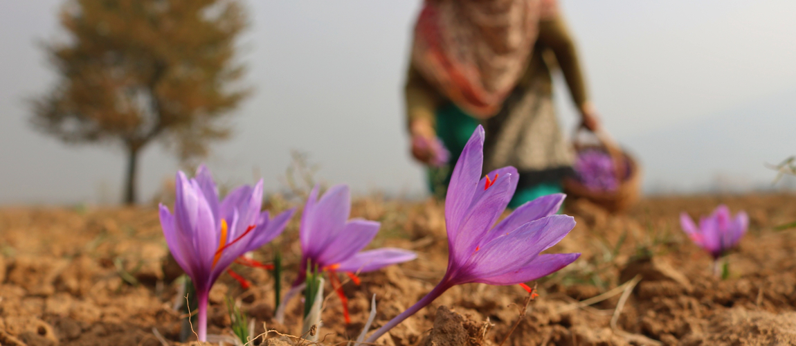 Celebrate Kandali Festival of Uttarakhand With Family