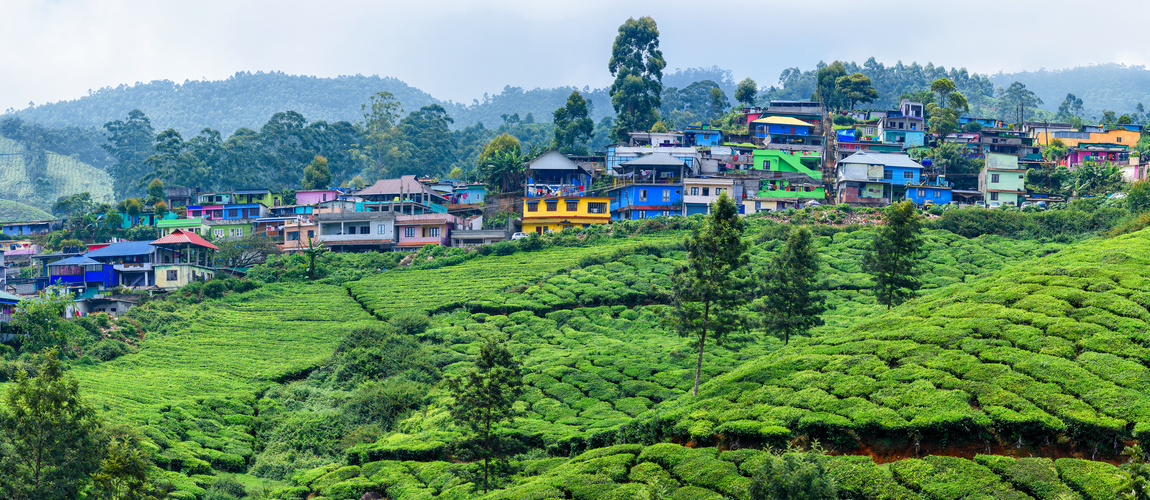 Celebrate Kandali Festival of Uttarakhand With Family