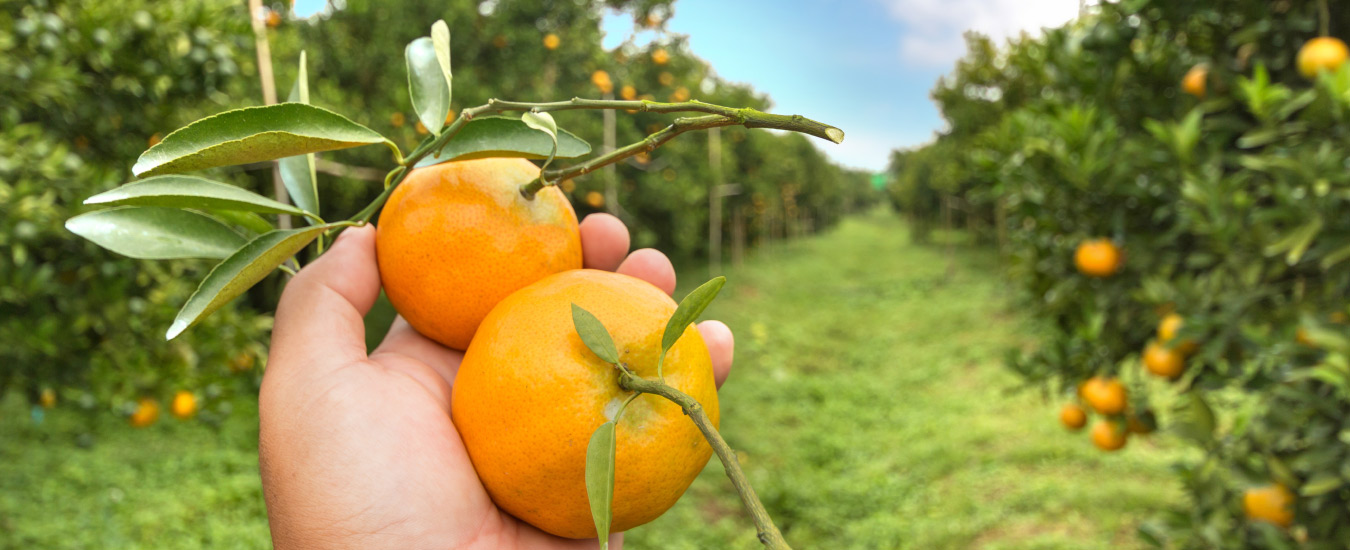 Experience Showcase Citrus With Your Family