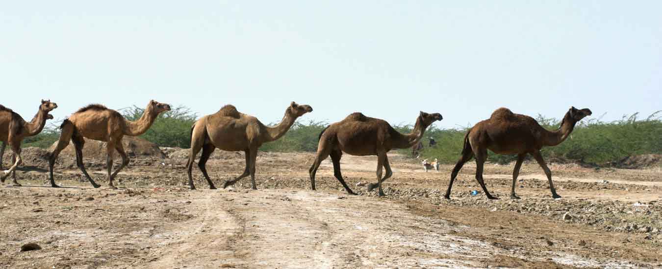 Visit Khambhat Cambay with Your Family