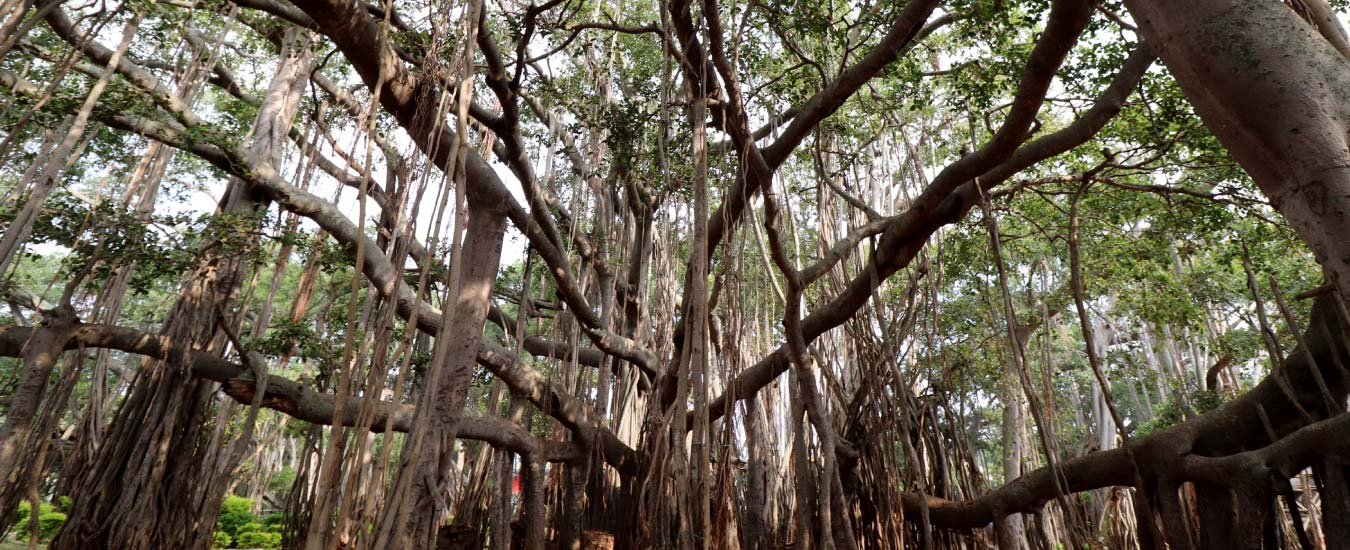 Experience Big Banyan Tree With Your Family