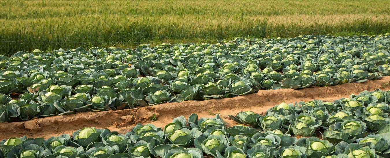 Visit Horticultural Farm with Your Family