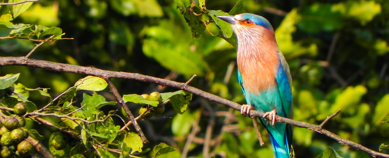 Enjoy Butterflies and Birds at Kitam Bird Sanctuary with Your Family