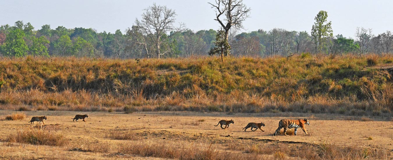 Enjoy Watching Indian Wolf, Hyena and Chausingha Antelopes at ...