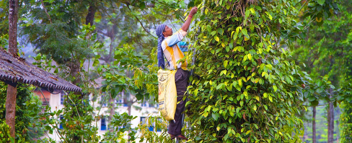 Enjoy a Visit to Spice Plantations, Take an Elephant Ride and Relish a ...